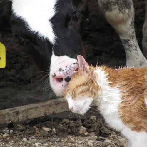 Poze haioase: iubire mare între o pisică şi o vacă | Unica.ro