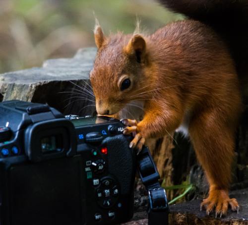 Poze haioase: Veveriţa pasionată de fotografie | Unica.ro