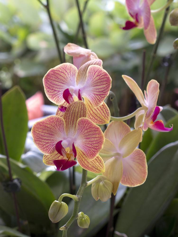 Cum să îngrijeşti orhideea! Iată câteva sfaturi utile | Unica.ro