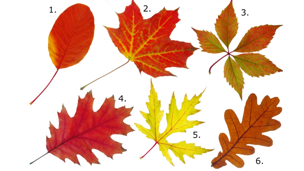 Alege frunza care îți place și vezi ce spune ea despre tine | Unica.ro