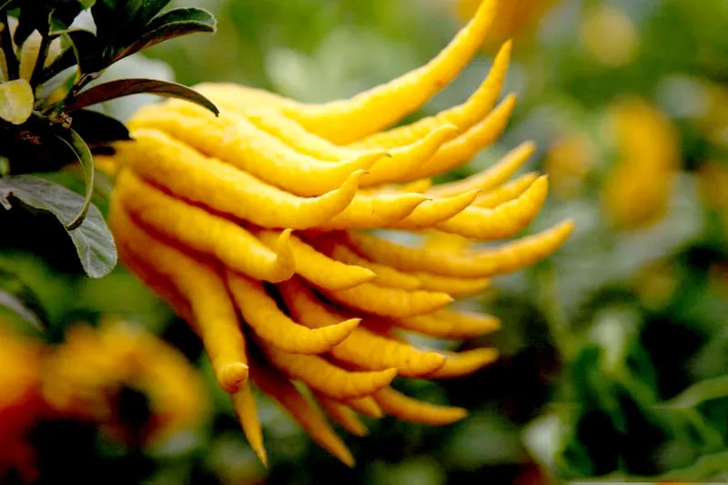 Mâna lui Buddha – proprietăți, beneficii, cum arată și cum se consumă ...