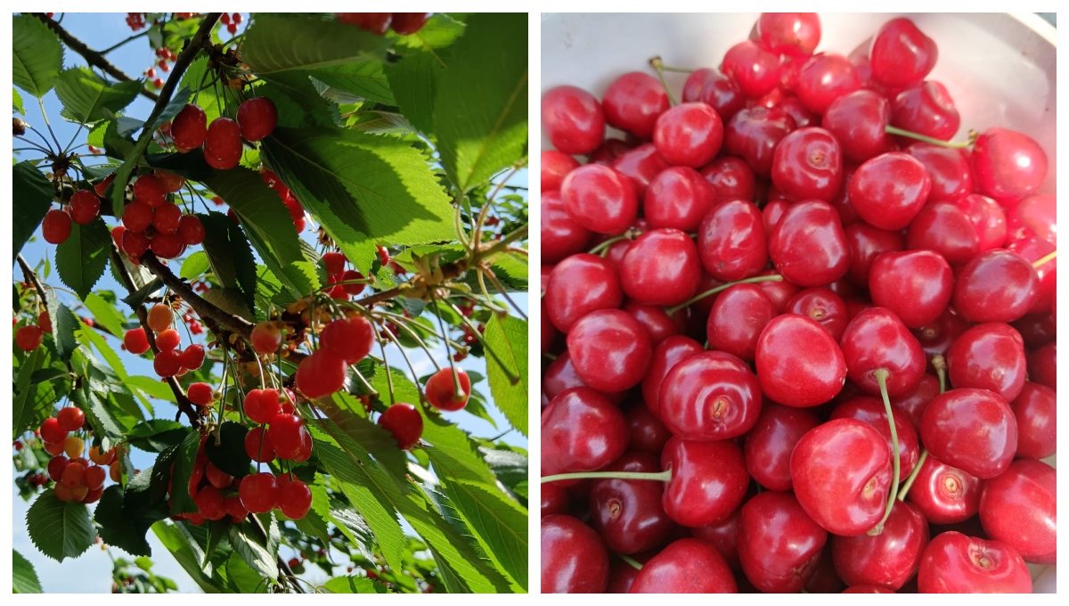 Județul din România în care culegătorii de cireșe câștigă mai bine ...