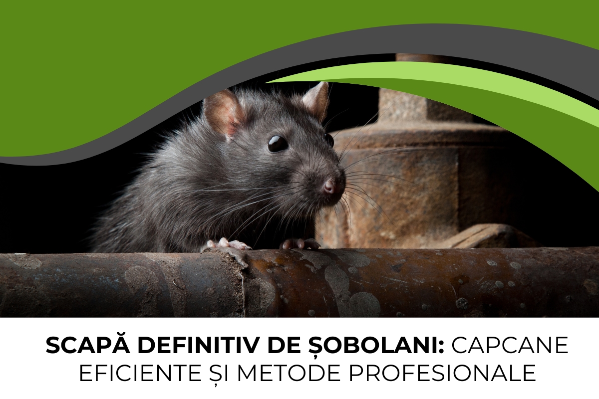 Scapă definitiv de șobolani: capcane eficiente și metode profesionale ...