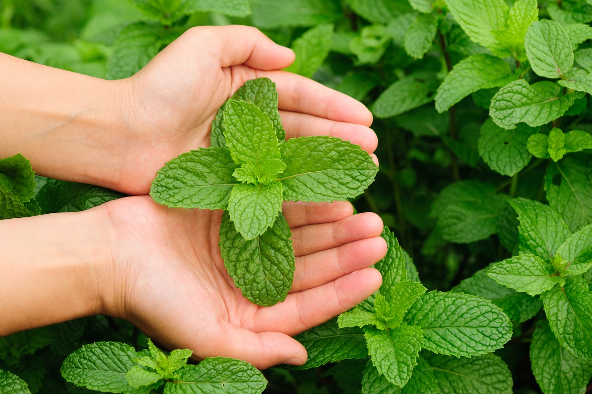 De unde vine expresia „a freca menta” | Unica.ro